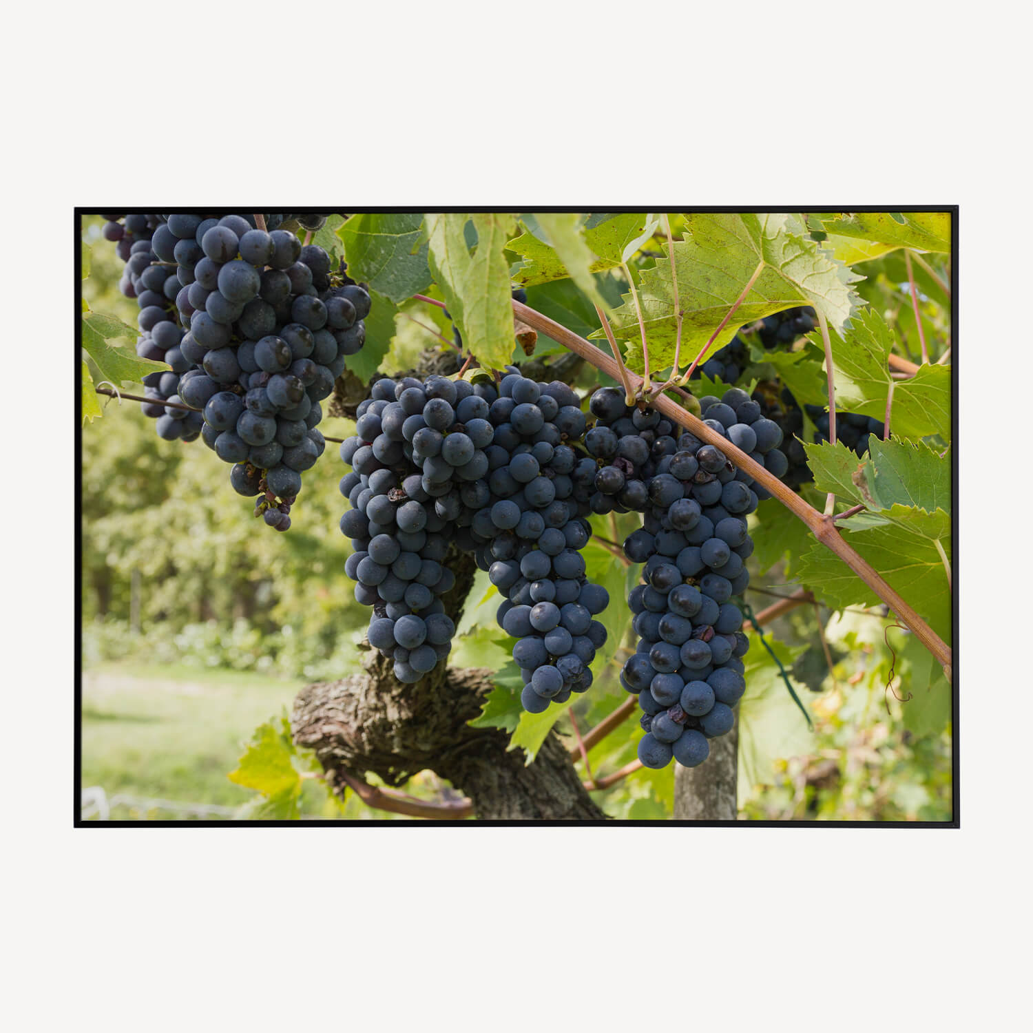 Druiven in Toscane Natuur Poster - Posters en Prints - MDRN HOME - Koop ...